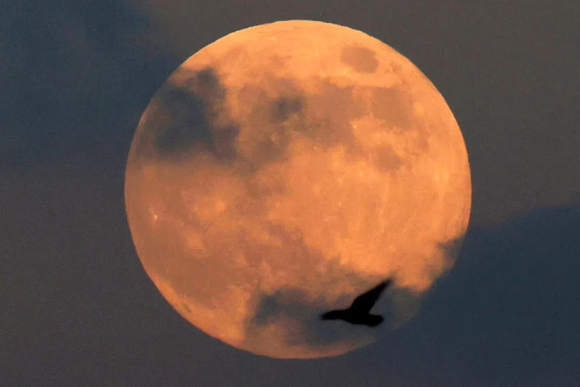Beaver moon: Skygazers catch last supermoon of 2024 | The Straits Times