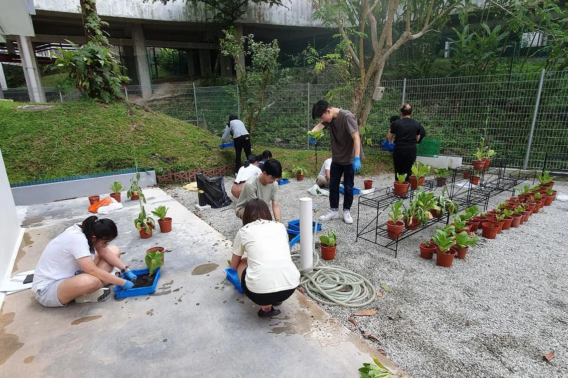 New NUS botany programme aims to increase number of plant experts here | The Straits Times