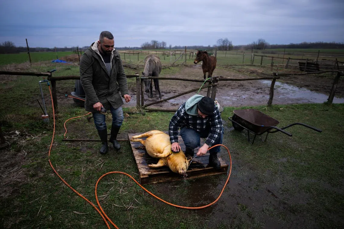 Sustainable living offers hope for future for Hungarian families | The ...