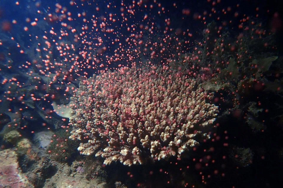 Saving the reefs – with coral larval restoration | The Straits Times