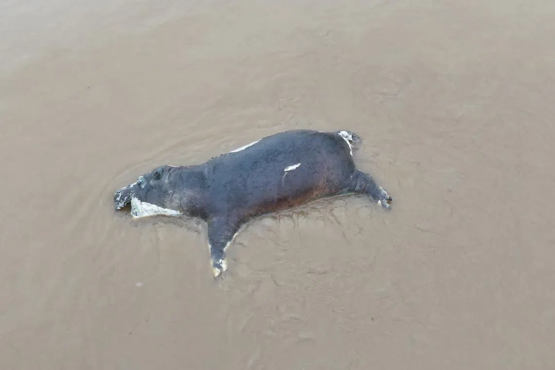 Anthrax kills 50 hippos in Congo's Virunga National Park | The Straits ...