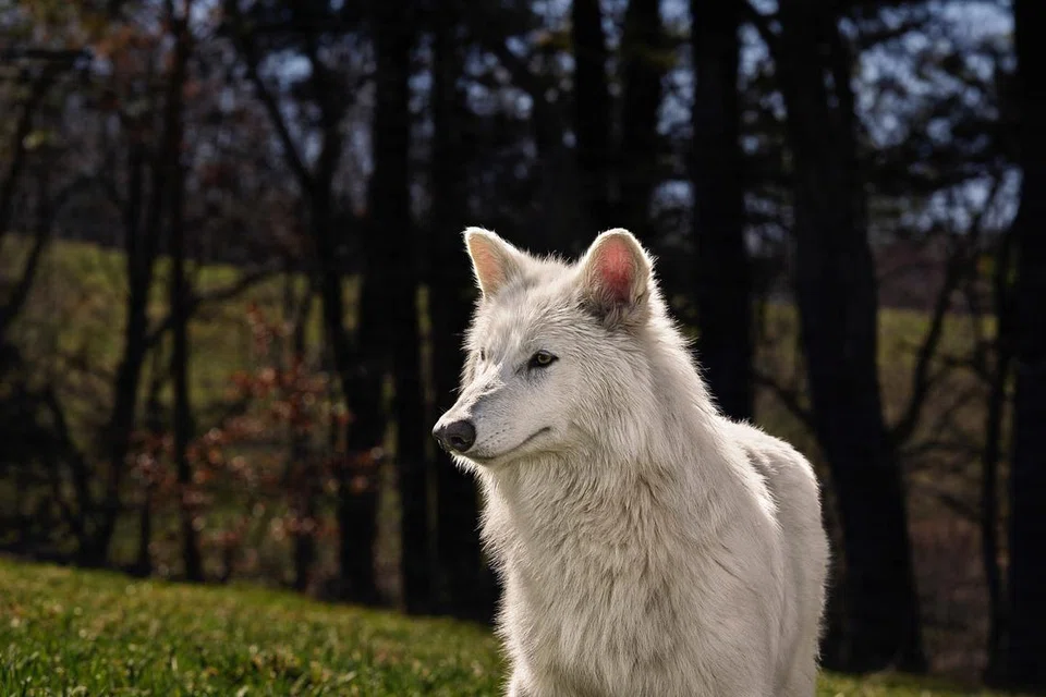 ‘Return’ of the dire wolf is an impressive feat of genetic engineering ...