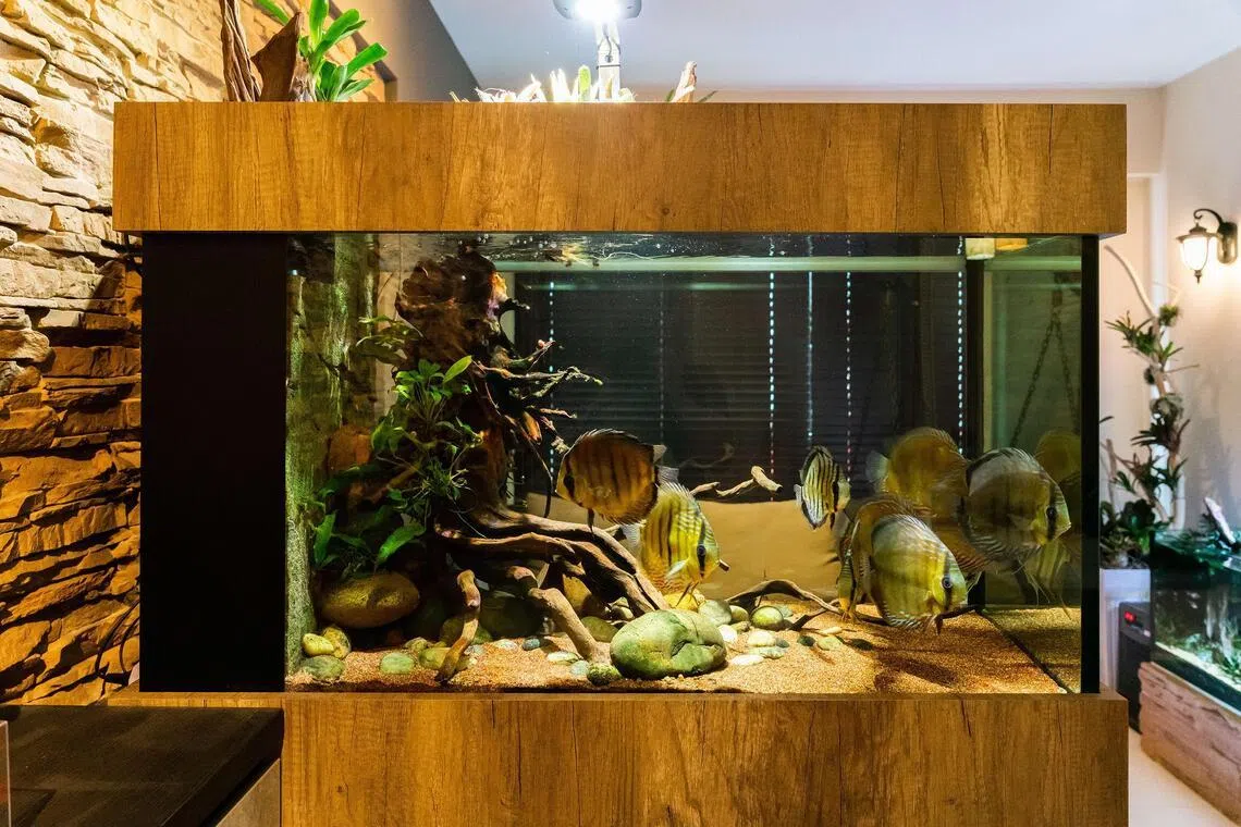 Fishkeeping 101: More than meets the eye | The Straits Times