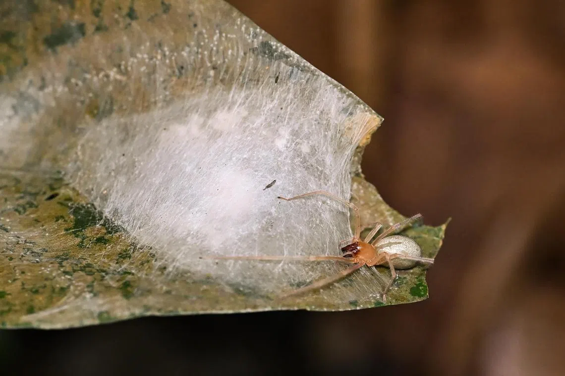 On the ground at night with Singapore’s Spider-men | The Straits Times