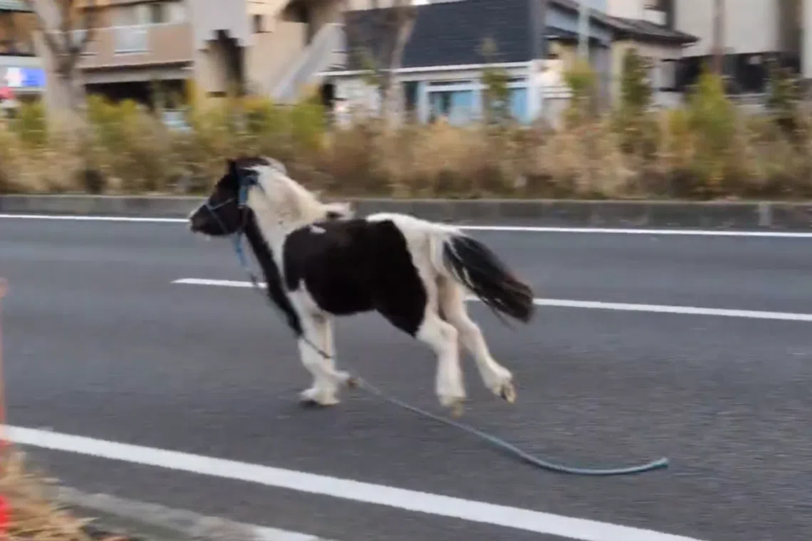 Another horse getaway: Pony captured after making short-lived escape ...