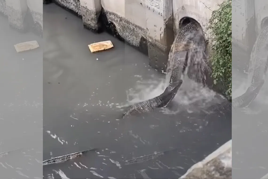 Give me a push, will ‘ya? Monstrous monitor lizards seen crawling into ...