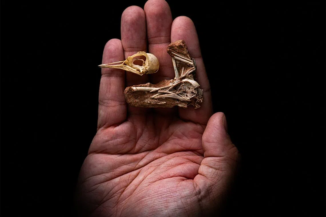 ‘One-of-a-kind’ skull fossil from Brazil reveals bird brain evolution ...