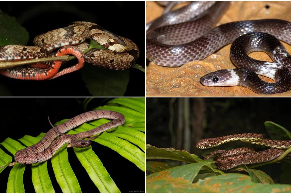 Singapore home to 64 native snake species, but roadkill a major threat ...