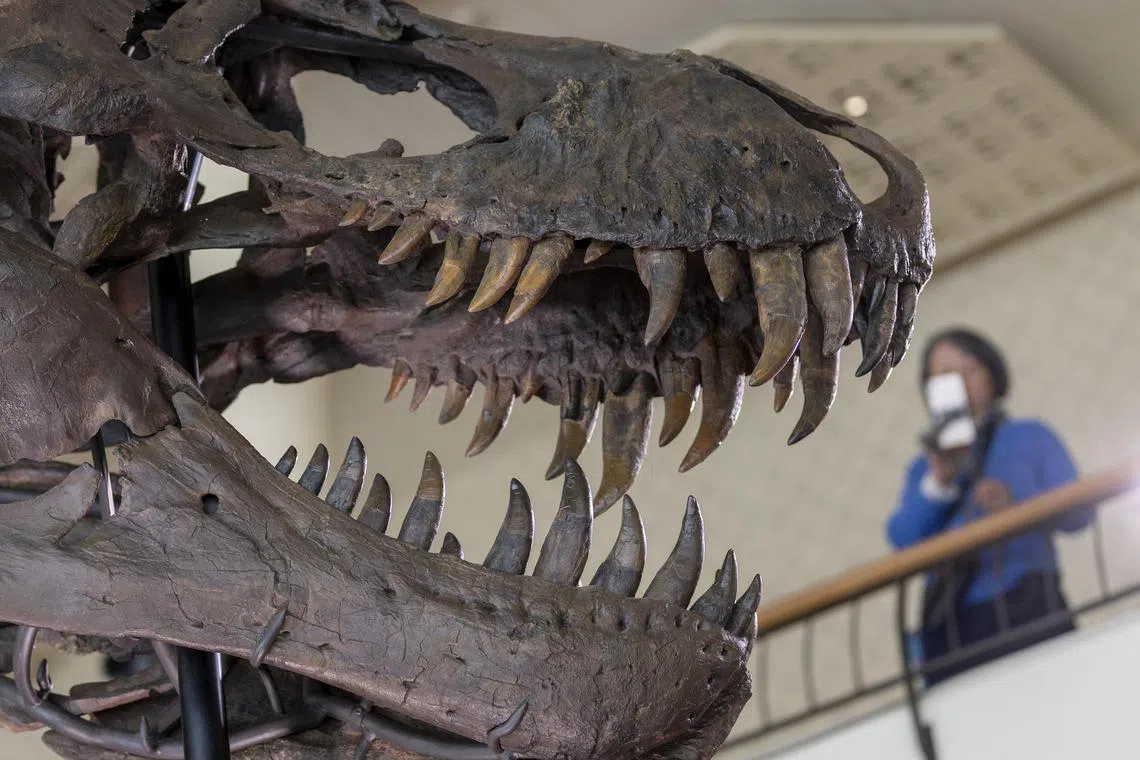 Scientists have bone to pick with T-Rex skeleton set to sell for ...