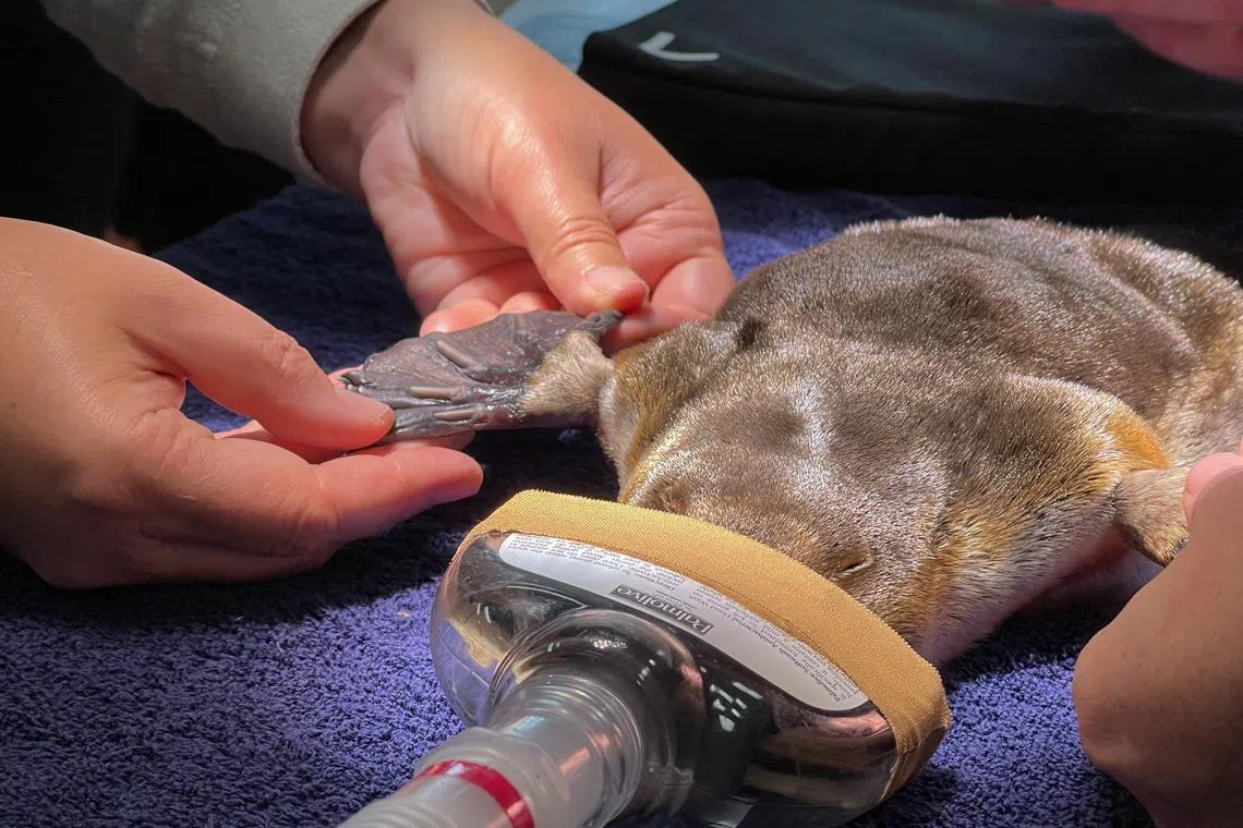 Australia platypus conservation centre, world's largest, welcomes first ...