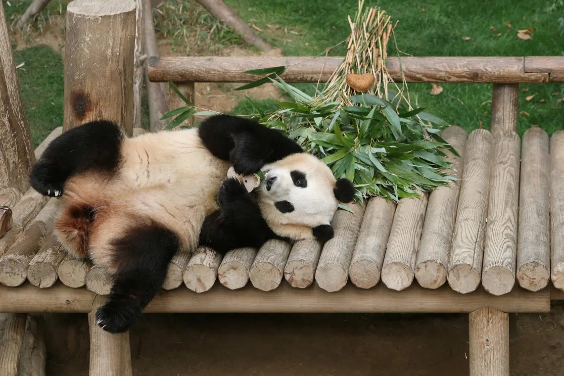 South Koreans bid farewell to beloved panda Fu Bao before her return to ...