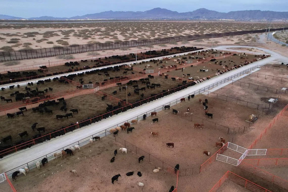 US suspends Mexican cattle imports after New World screwworm case | The ...