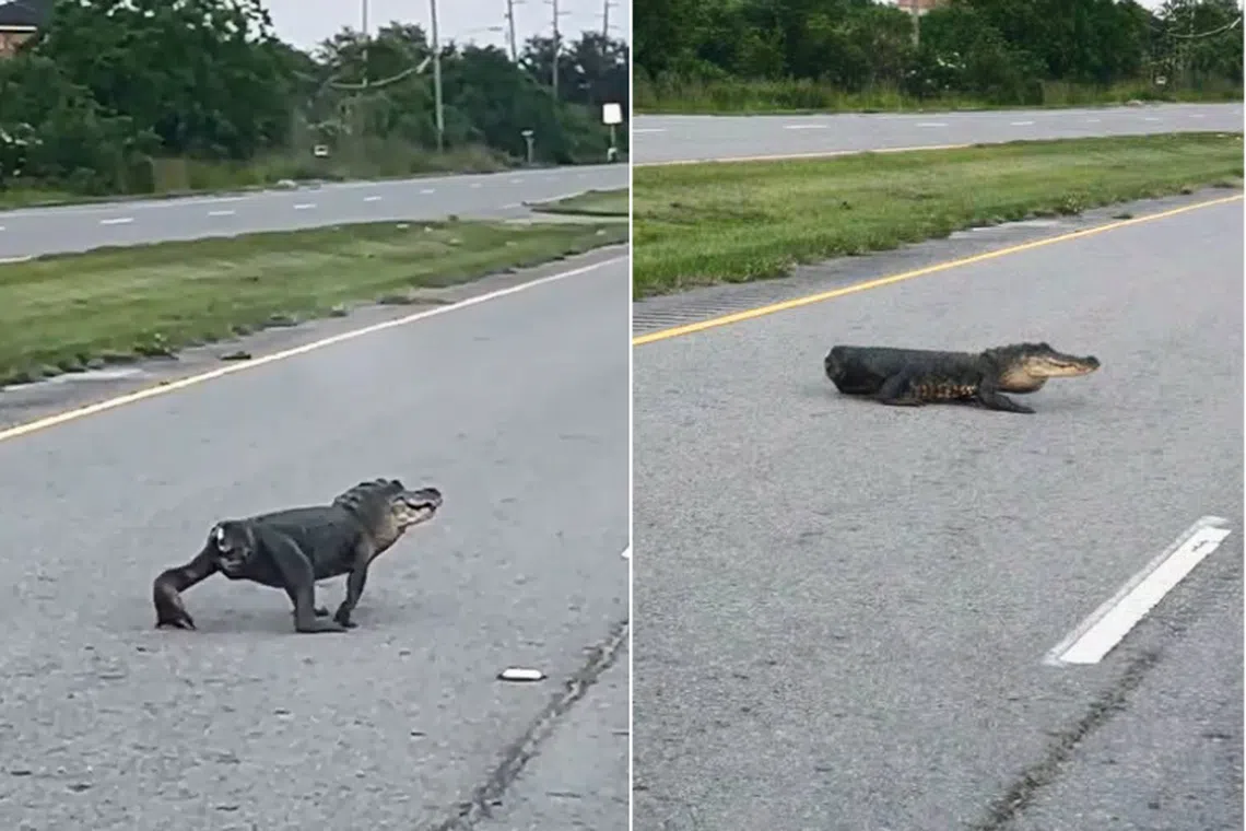 Alligator with no tail seen crossing the road in US, and the internet ...
