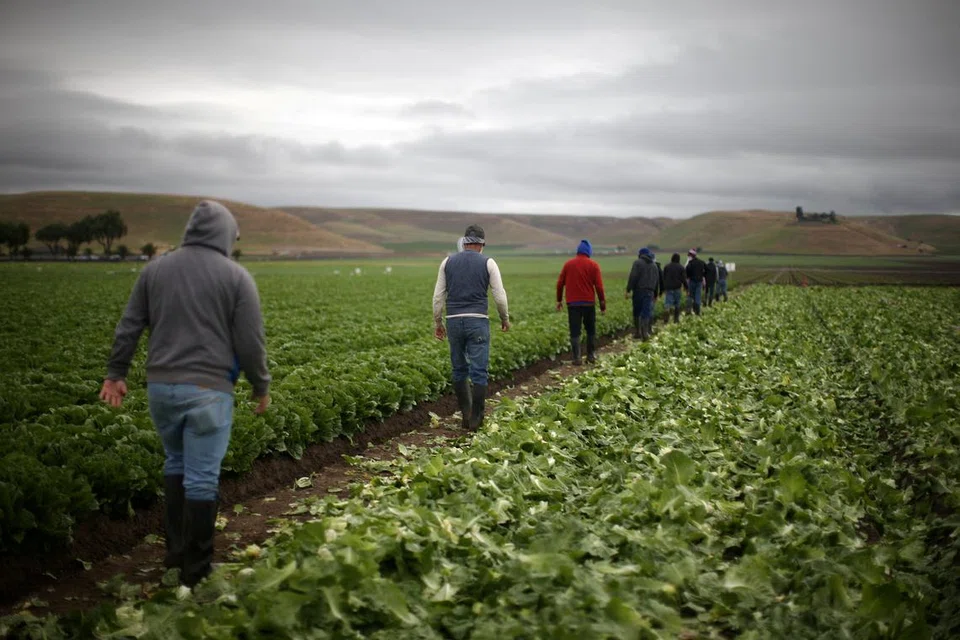 Immigrant farm workers in US prepare for Trump mass deportation plan ...