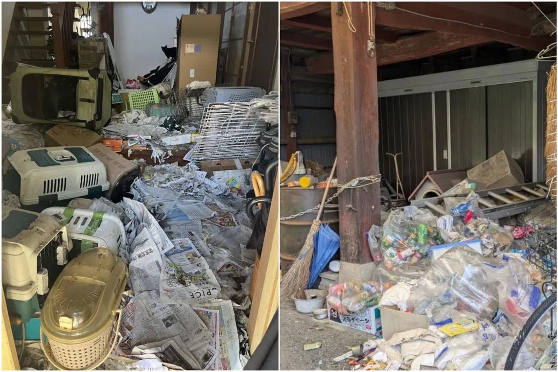 Around 100 dead cats found at Japan woman’s home | The Straits Times