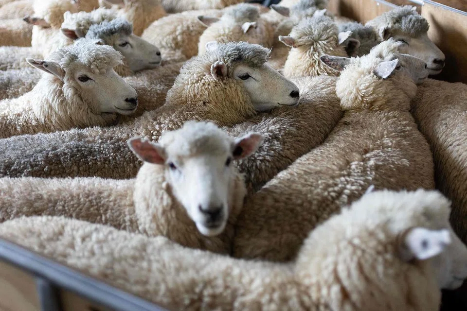 New Zealand sheep outnumber people less than 5 to 1, a record low | The ...