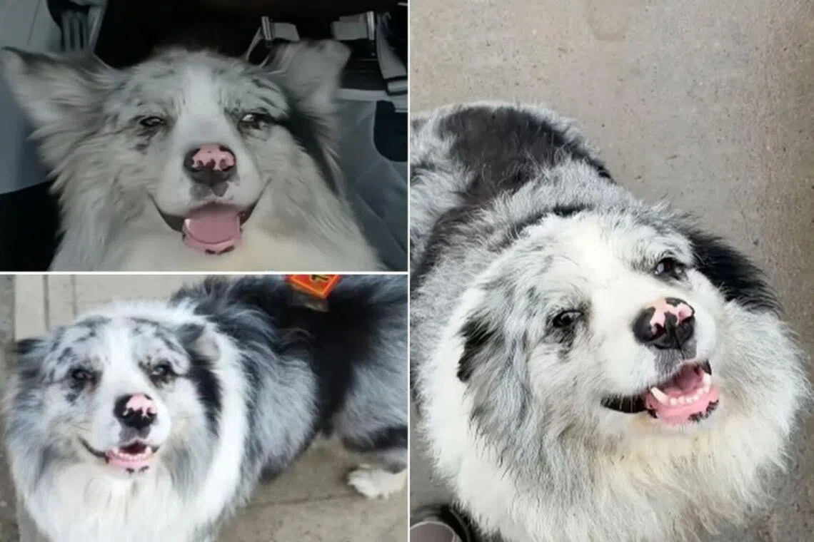 Celebrity dog with over 1.5 million followers stolen, slaughtered in ...