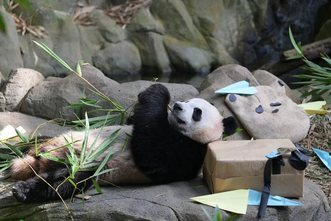 ‘Hard to say goodbye’: Fans bid farewell to Le Le in panda’s last ...