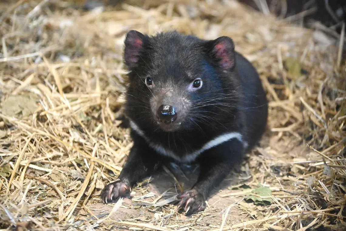 4 tasmanian devils from Australia make Night Safari their home | The ...