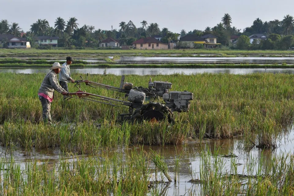 Malaysia’s move to break rice import monopoly could backfire on farmers ...