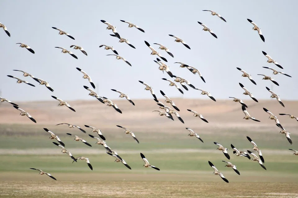 Migratory Birds Wisconsin Migratory Birds | The Nature Conservancy