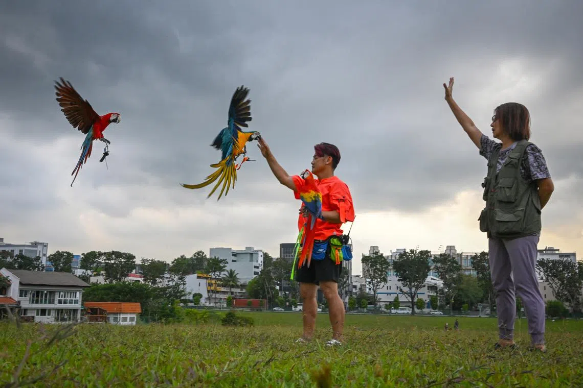 Birds of a feather flock together for Singapore’s macaw-loving ...