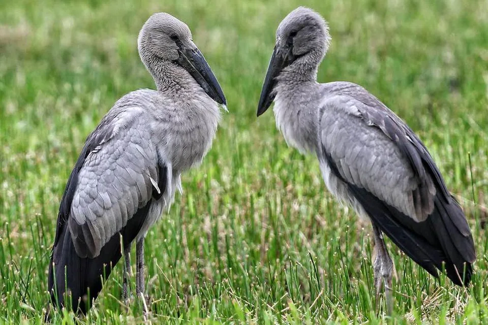 Birdwatchers in a buzz as hundreds of Asian openbill storks spotted in ...