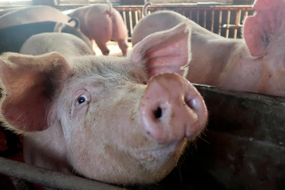 Singapore stops import of live pigs from Indonesian island after ...