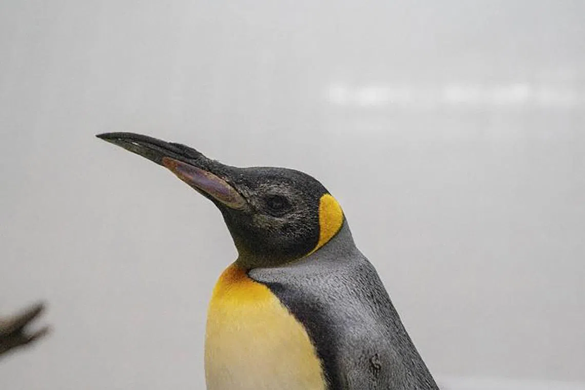 6 geriatric penguins at Jurong Bird Park undergo successful cataract ...