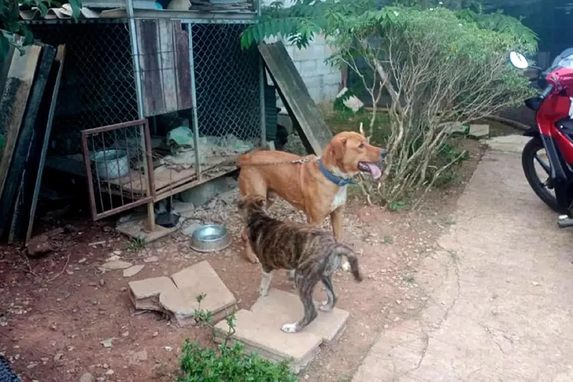 Outcry in Thailand over case of man who adopted dogs and subsequently ...