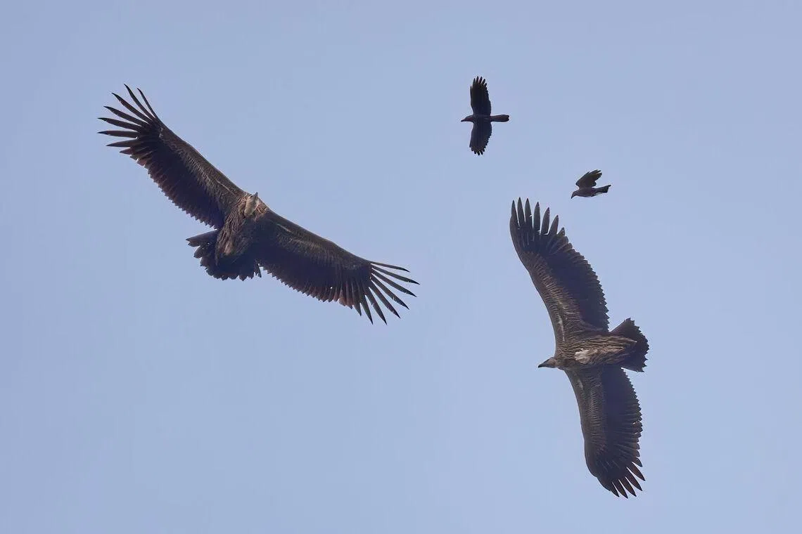 Rare Himalayan vulture found in Kranji put down after health worsened ...