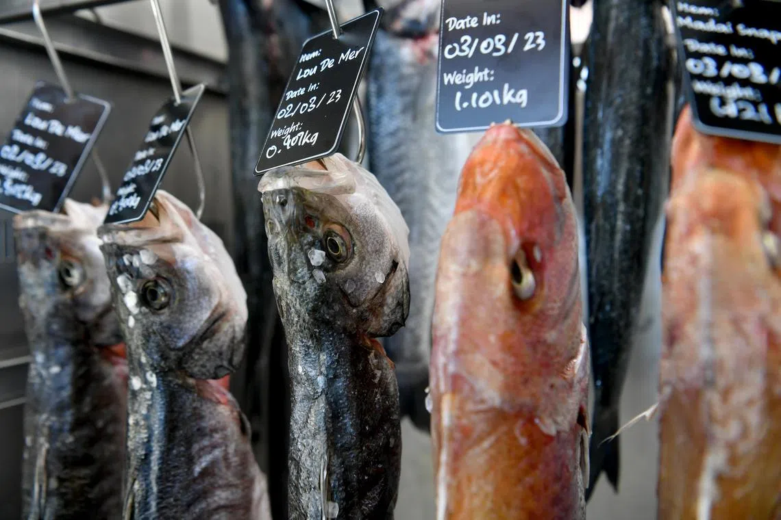 When fresh is bland – why some restaurants are dry-ageing their fish ...