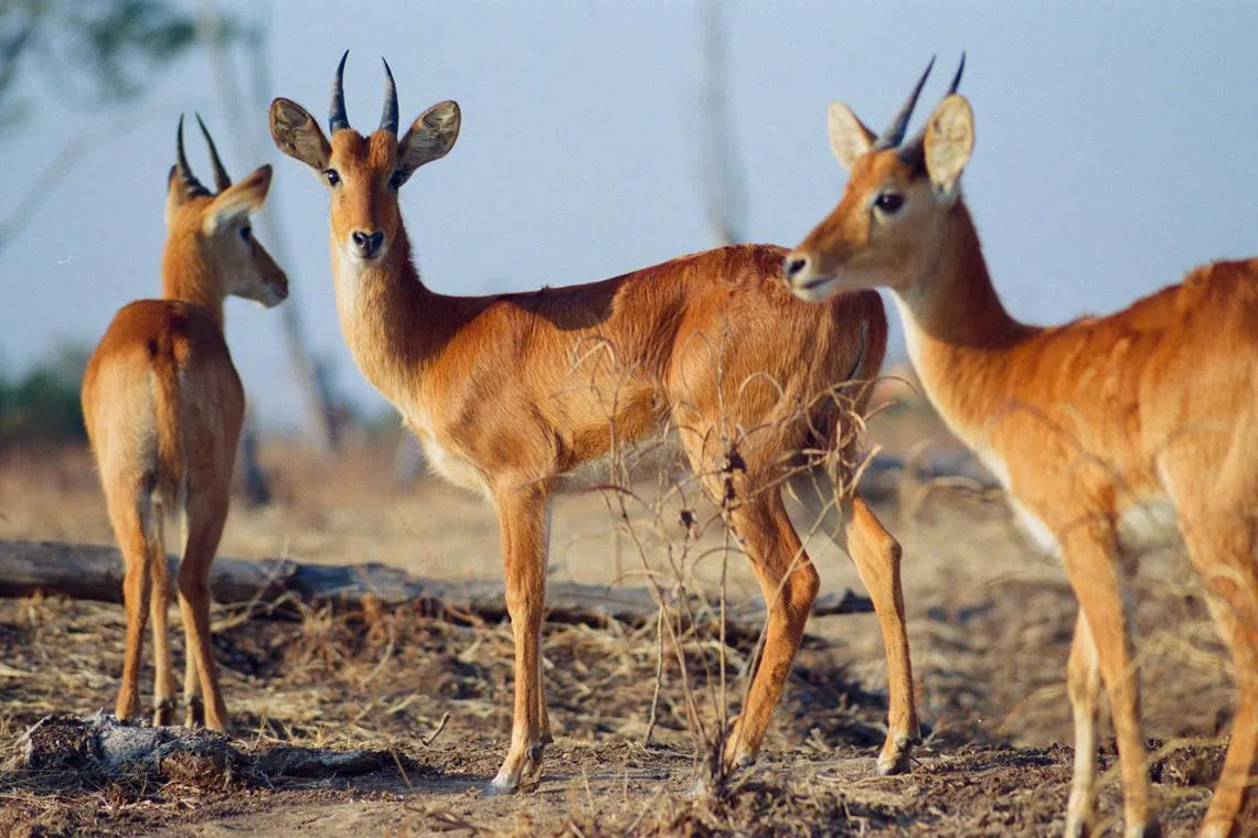 Want to raise a nature warrior? Expose your kids to wildlife | The ...