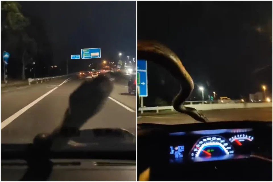 Python appears on windscreen of car on Malaysia highway | The Straits Times