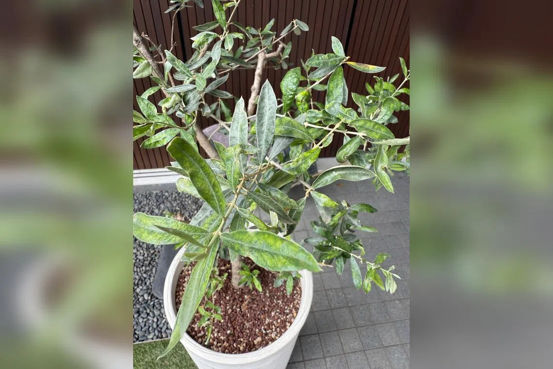Olive plant may lack nutrients | The Straits Times