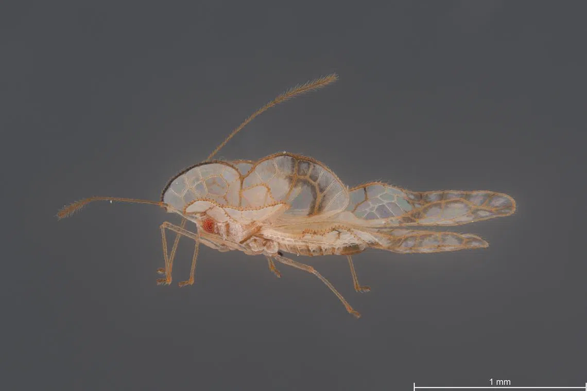 A lace bug, last observed in 1917, rediscovered at S’pore Botanic ...