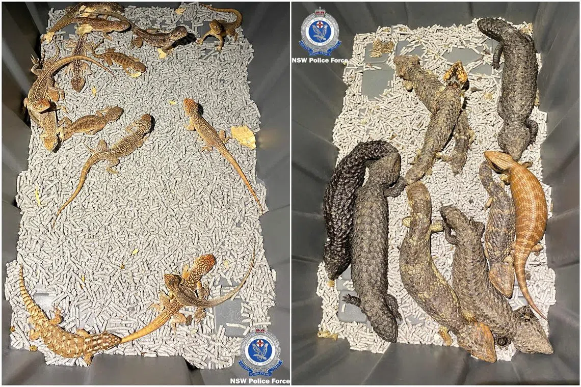 Australian police bust native reptile smuggling ring | The Straits Times