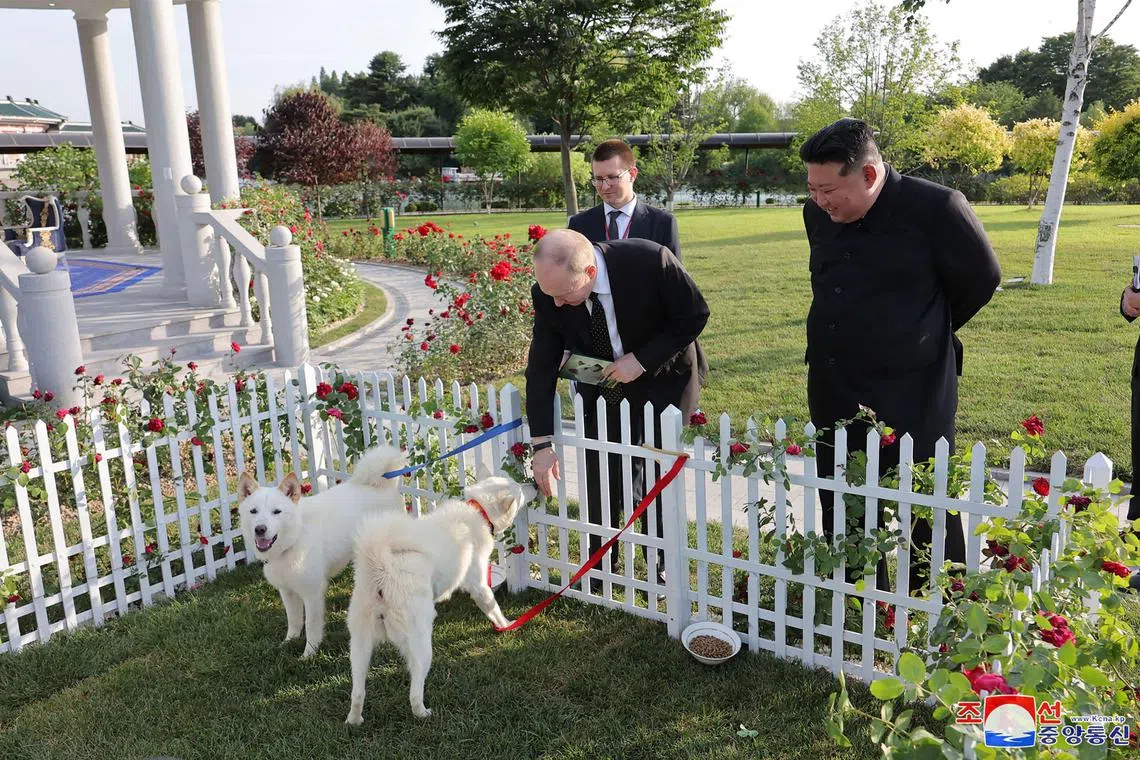 North Korea’s Kim gives pair of dogs to Putin | The Straits Times