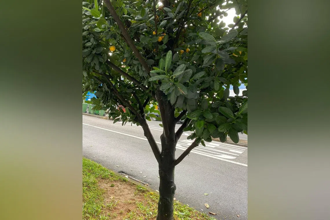 Root Awakening: Do not eat Fukugi Tree’s fruit | The Straits Times