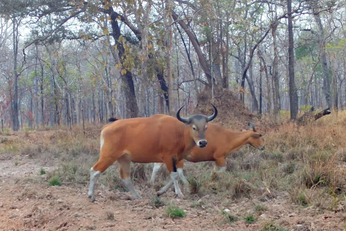 Rare wild cattle herded in Cambodia by helicopter | The Straits Times
