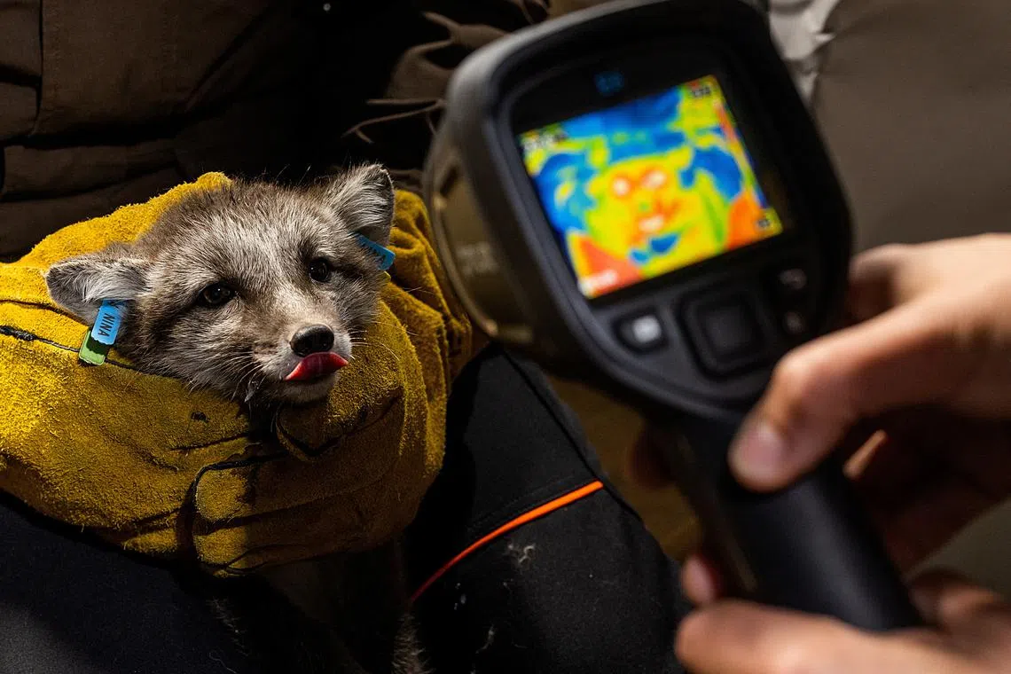 Norway gives Arctic foxes a helping hand amid climate woes | The ...