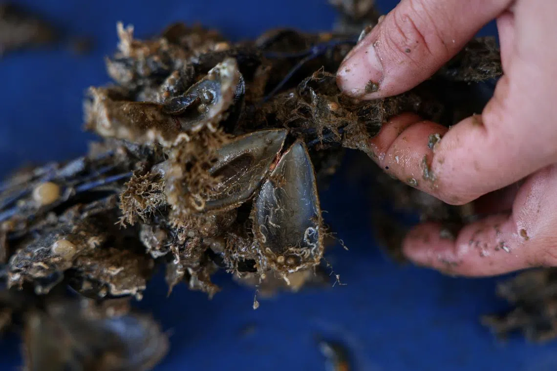 ‘We’re afraid’, ‘close to collapse’: Greece’s mussel harvest wiped out ...