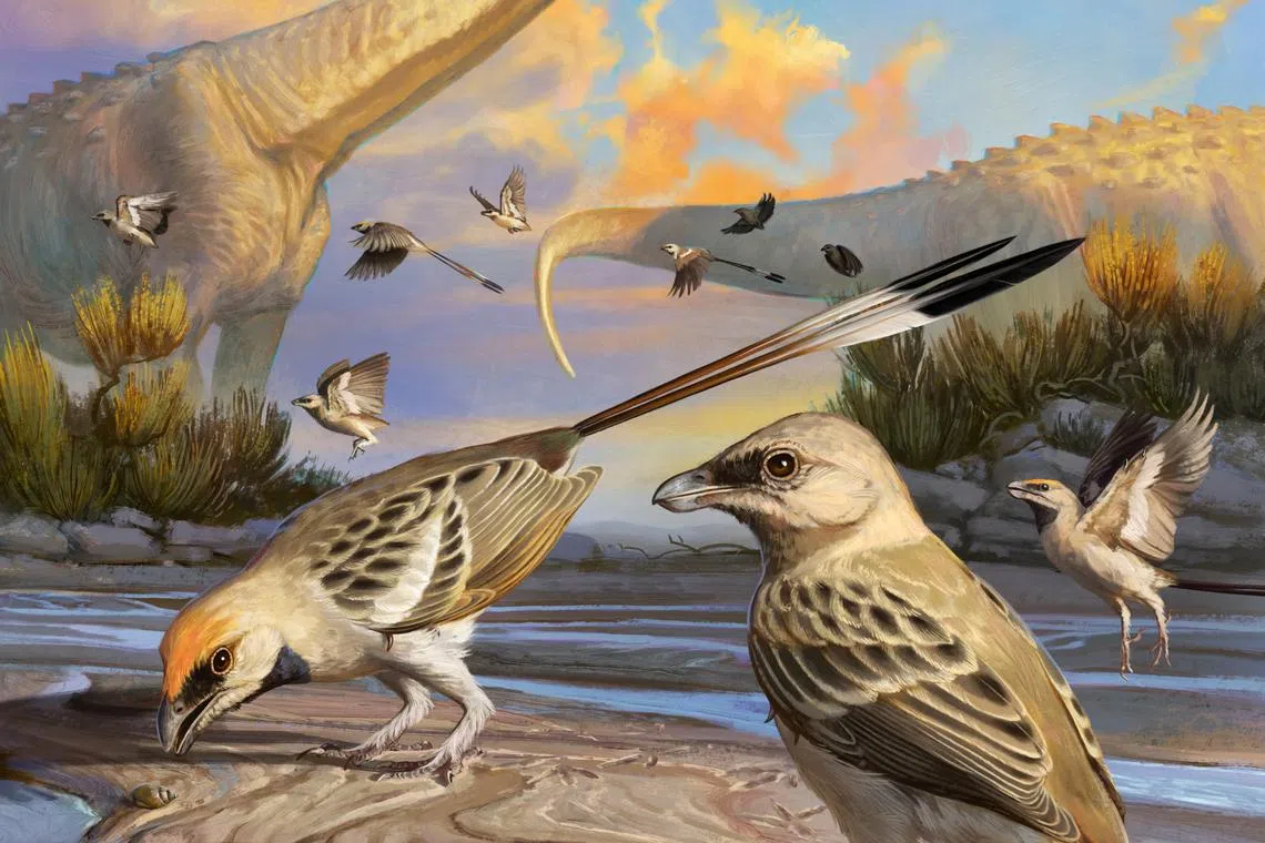 ‘One-of-a-kind’ skull fossil from Brazil reveals bird brain evolution ...