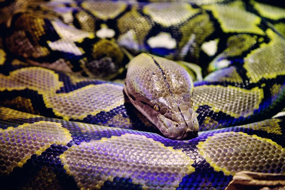 Woman killed in python attack in Indonesia | The Straits Times