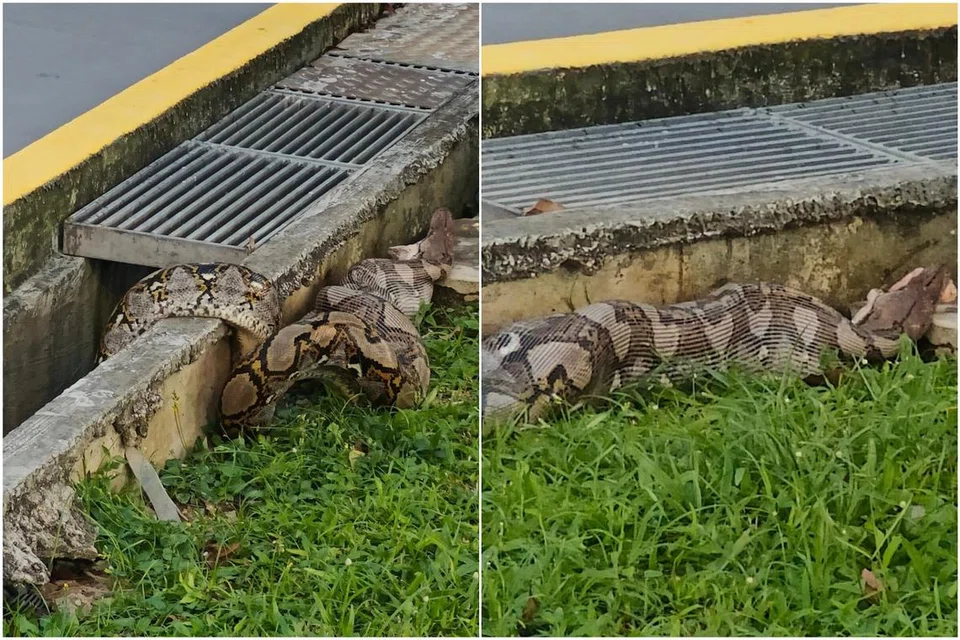 Snake drama in Eunos: Python throws up a cat | The Straits Times