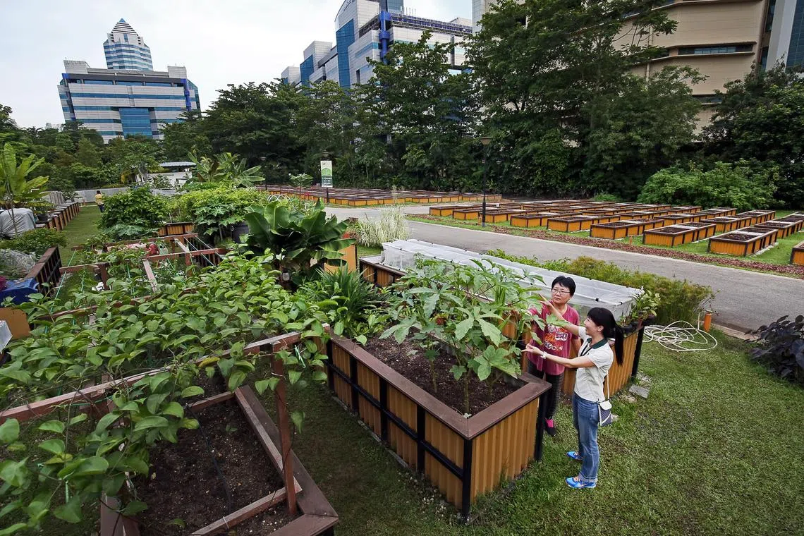 More than 170 gardening plots open for booking from Oct 8: NParks | The ...