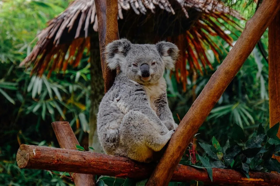 Even moderately hot days raise risk of koala deaths: Study | The ...