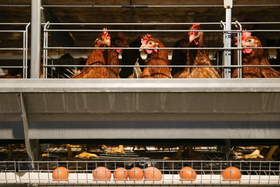 Eggs are getting smaller as extreme heat exacts heavy toll on poultry ...
