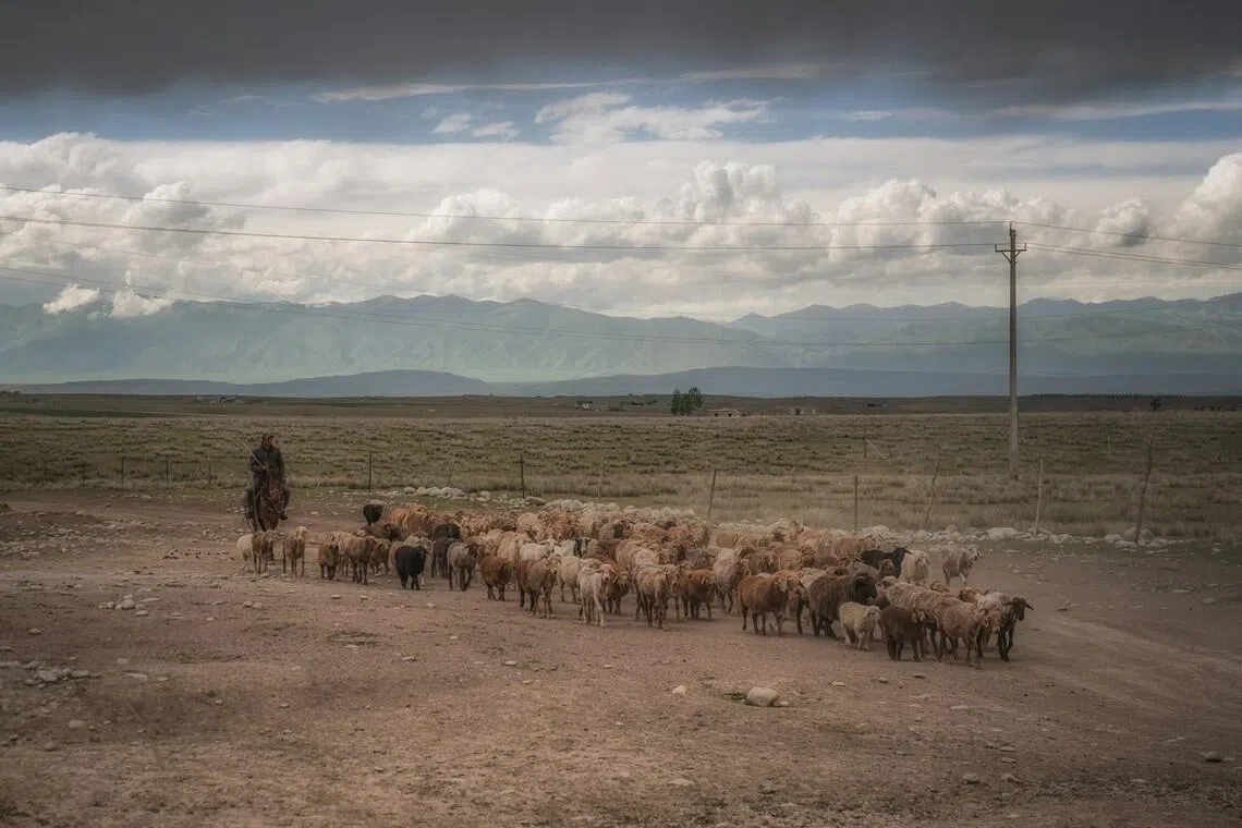 Job ad for shepherds goes viral in China exposing labour market strains ...