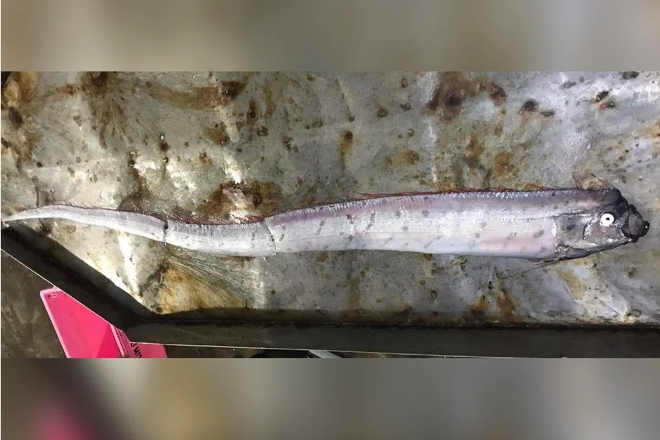 Deep-sea ‘oarfish’ discovered in Thailand’s Satun province | The ...
